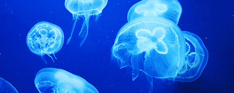 Puntura di Medusa: Cosa fare e Rimedi per la Cura | GSD